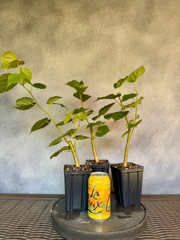 Littleleaf Linden | Appalachian Plantworks