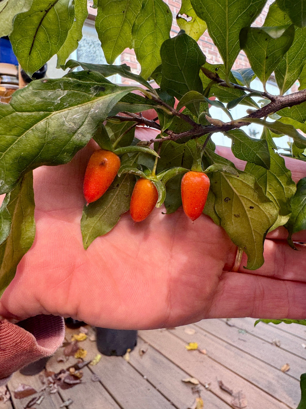 Appalachian Plantworks | Bonsai Trees, Starters, and Prebonsai Stock